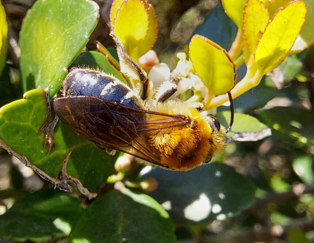 World Bee Day! – Frisco Native American Museum