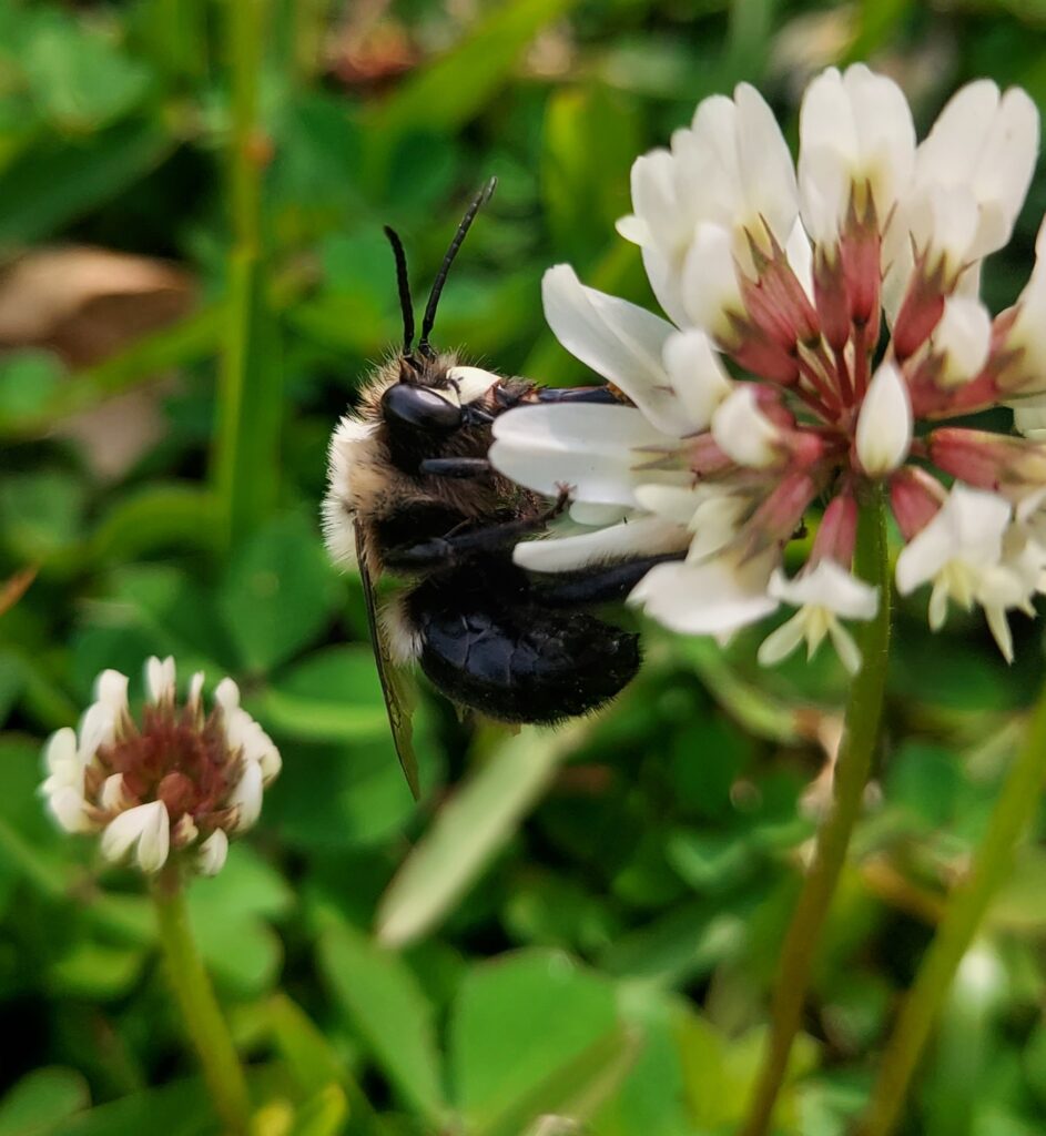 World Bee Day! – Frisco Native American Museum