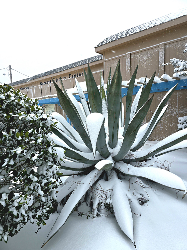 Snow on the Outer Banks – Frisco Native American Museum